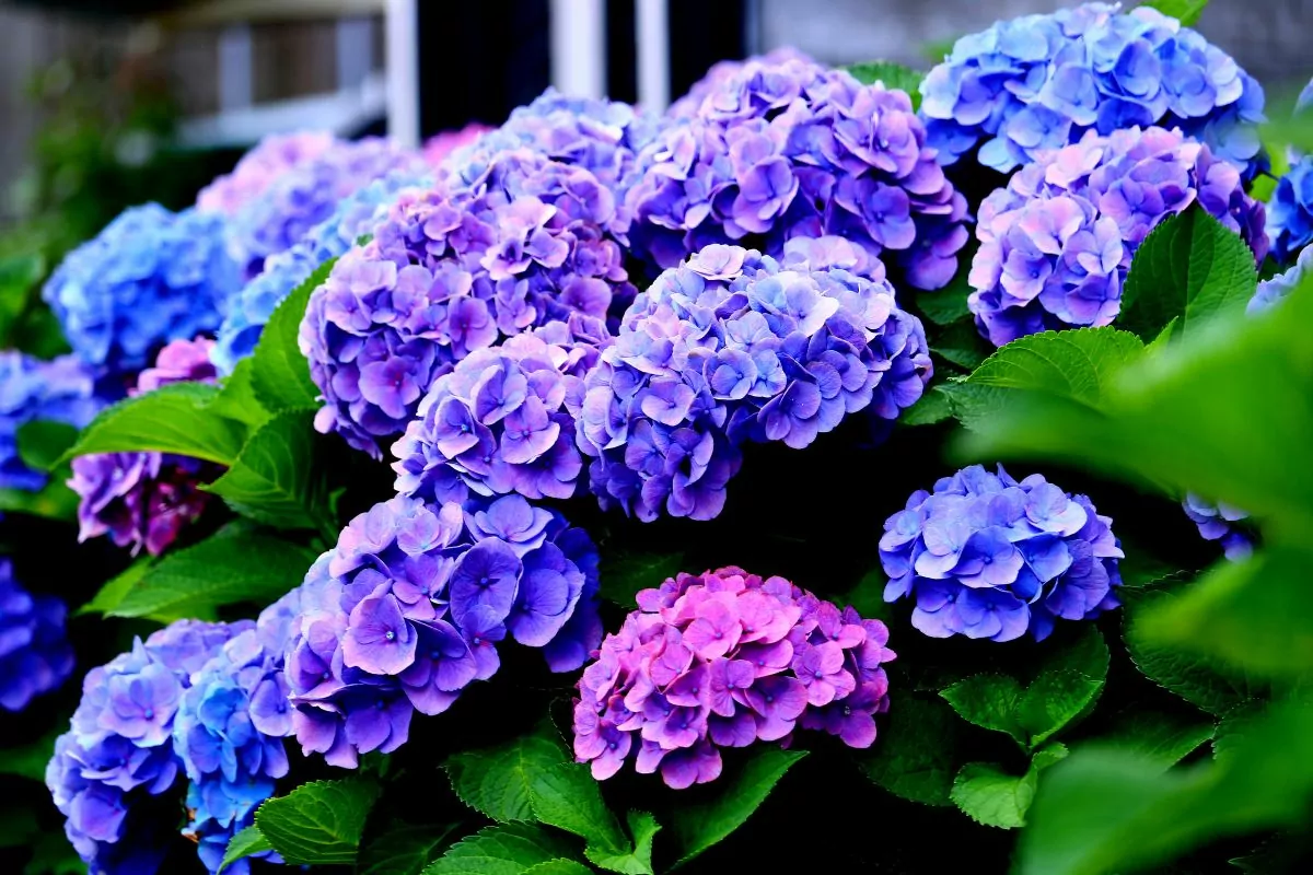 14 Gorgeous Dwarf Hydrangea Varieties Perfect For Small Spaces - Mich ...