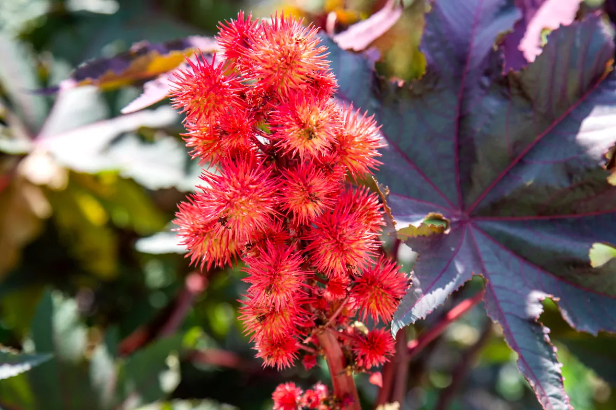 Interesting Flowers That Start With R - Mich Wildflowers